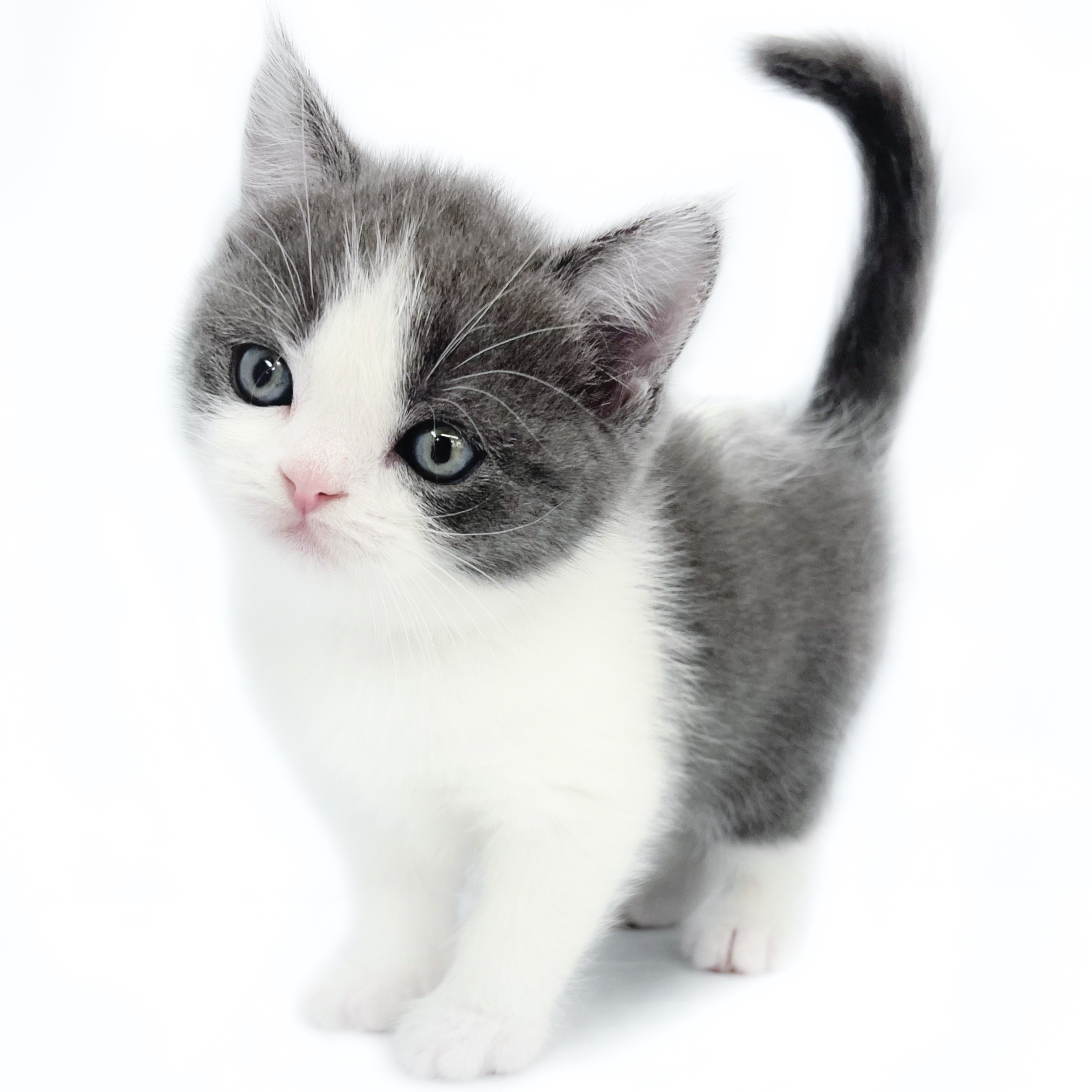 ブリティッシュショートヘア | ペットショップ マルワン 小さめ子犬 美形な子猫 初心者安心のサポート